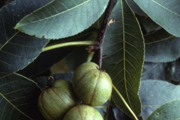 Shagbark Hickory | MSD